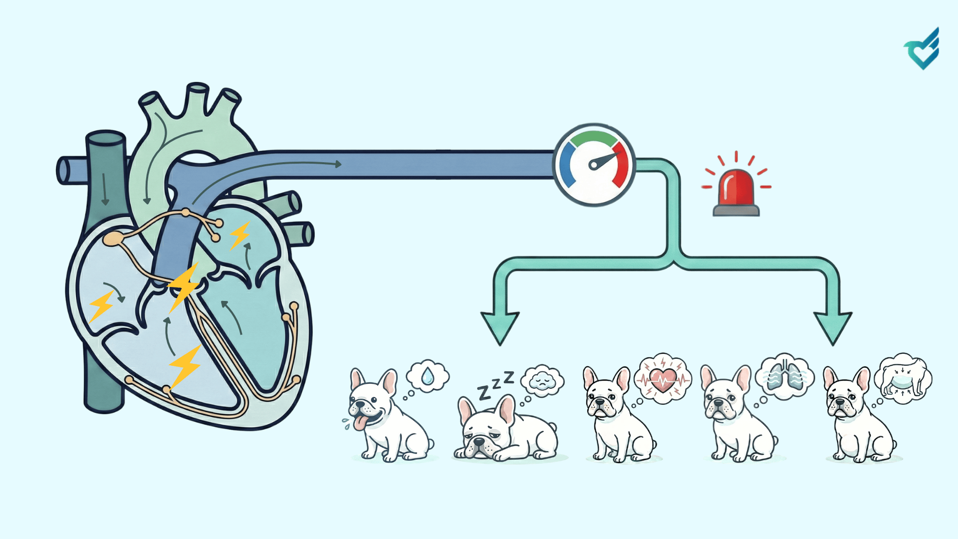 The ECG Decoded: A Veterinarian's Guide to the Heart's Rhythm - Part 8 ...